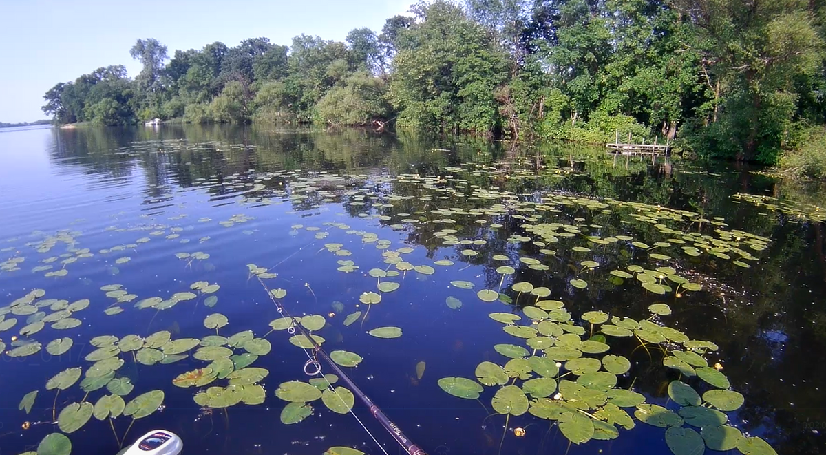 Tips for Bass Fishing Lilly Pads – Totally Hooked Fishing